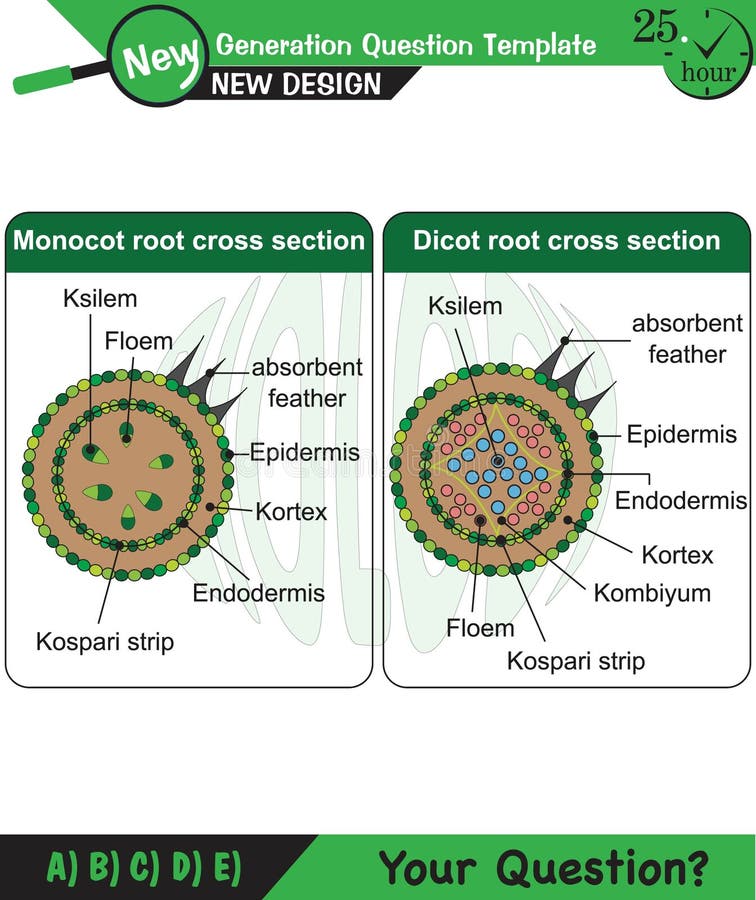 Biology - Lecture Notes, Plant Physiology Stock Illustration ...