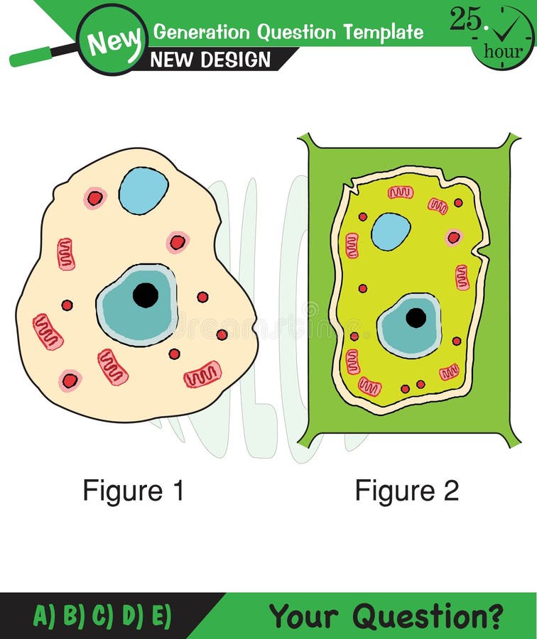 Biology Lecture Notes, Structure of Plant and Animal Cells, Next ...
