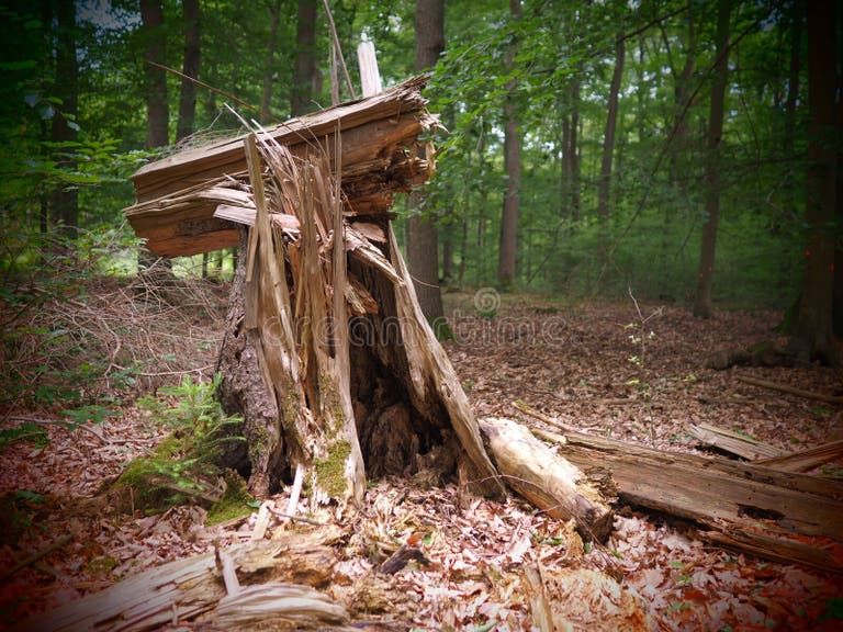 Bizarre Broken Stump Stock Photos - Free & Royalty-Free Stock Photos ...
