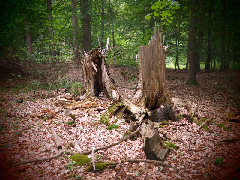 Broken Stumps On Forest Floor Stock Photo - Image of nature, decaying ...