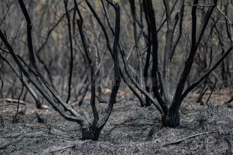 Bizarre Charred Tree Trunks in a Burned Forest Stock Photo - Image of ...