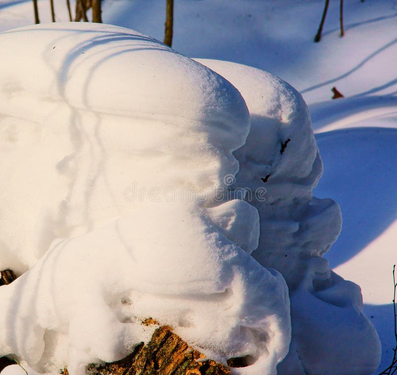 Bizarre Curves of Tree Branches Stock Photo - Image of bizarre ...