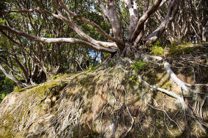 Bizarre Forest in New Zealand Stock Photo - Image of wood, nature ...