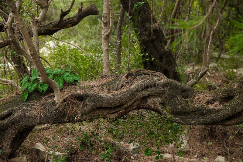 Bizarre Forest Tree Growing Horizontal Stock Image - Image of plant ...