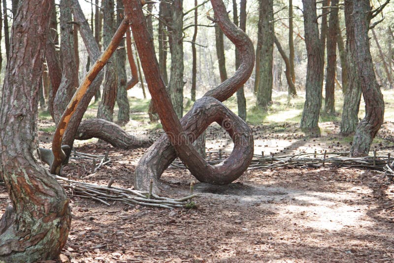 Bizarre Forests in the Baltic Park Stock Photo - Image of weather ...