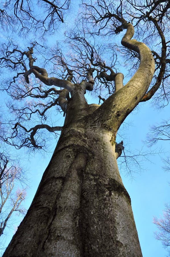 Haunted tree stock image. Image of blue, tree, haunted - 151469313