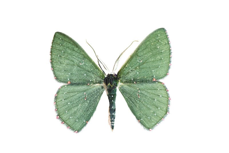 Bizarre Looper Moth, Urolitha Bipunctifera Stock Photo - Image of fauna ...