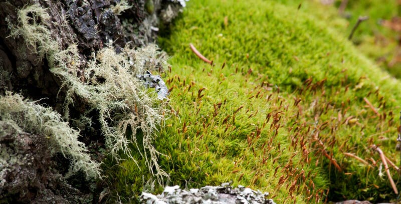Bizarre Mossy Landscape stock image. Image of orange - 24031979