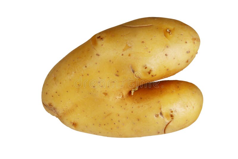 Bizarre potato stock photo. Image of altered, freak, praties - 44142022