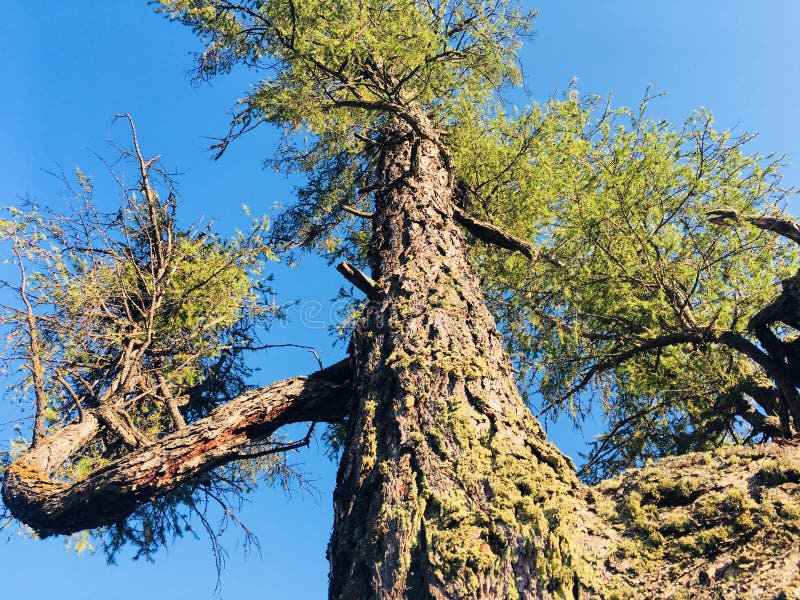 Bizarre Shape of the Larch Tree and Its Bark Stock Image - Image of ...