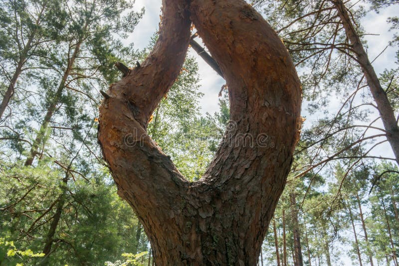 Bizarre Shape of Tree Trunk. a Tree Trunk Divided into Two Stock Photo ...