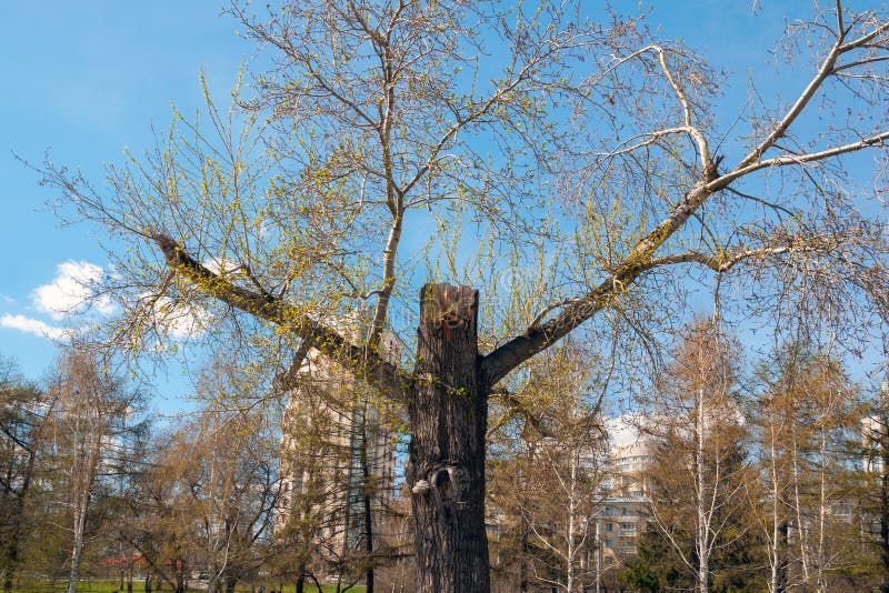 A Bizarre Strange Tree with Branches Like Upraised Arms Stock Image ...