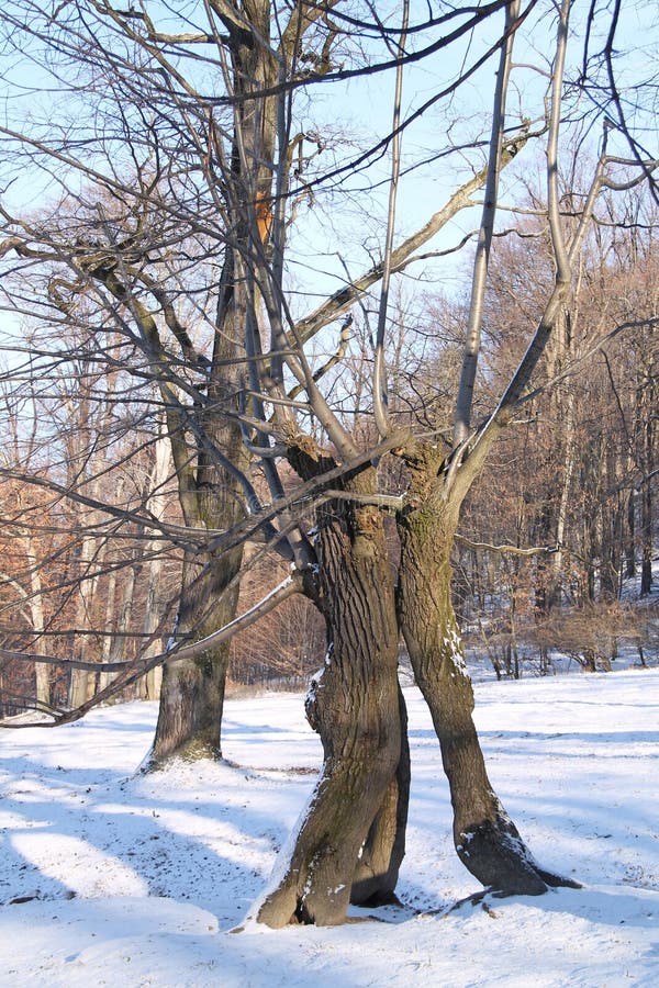 Bizarre tree stock image. Image of immortal, environment - 137522643