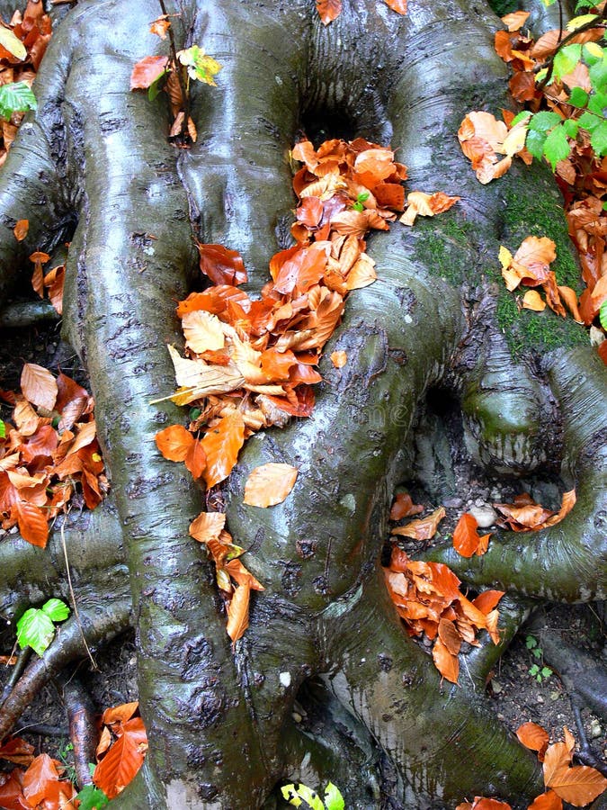 Bizarre Tree Root Full of Autumn Leaves Stock Image - Image of autumn ...
