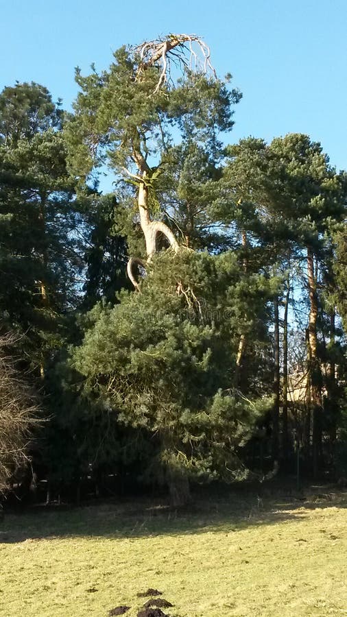 Bizarre tree stock image. Image of beautiful, strange - 79762893