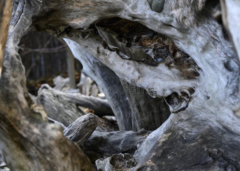 The Bizarre Twists of the Roots of a Snag of a Felled Tree Stock Photo ...