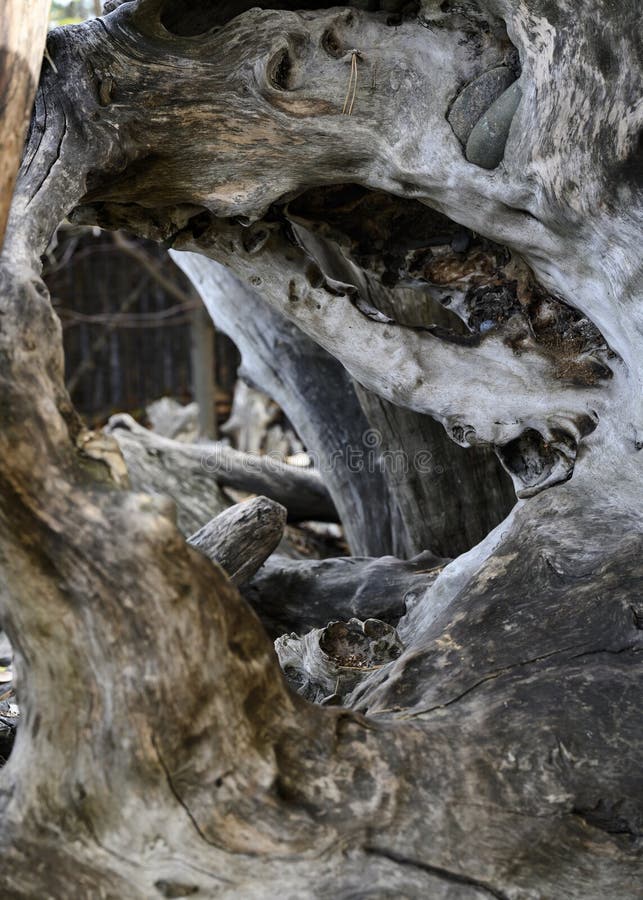 The Bizarre Twists of the Roots of a Snag of a Felled Tree Stock Image ...