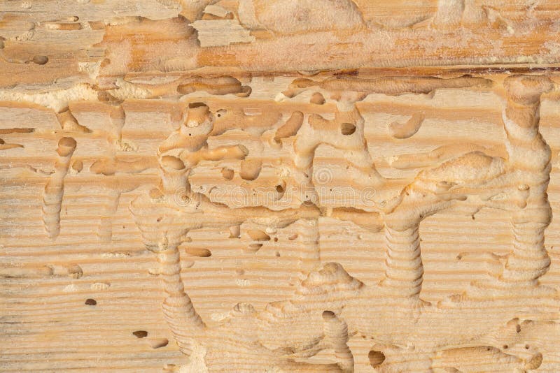 A Bizarre Wooden Pattern with Visible Canals and Tunnels Made by Bark ...