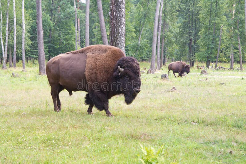 Bizon stock foto. Image of bizon, bruin, gehoornd, stier - 21591928