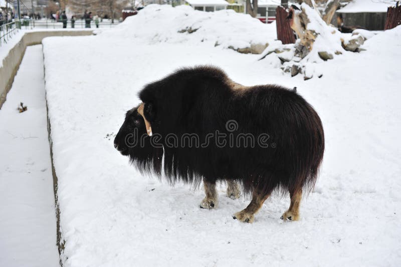 Bizon stock image. Image of canada, endangered, conservation - 23921149
