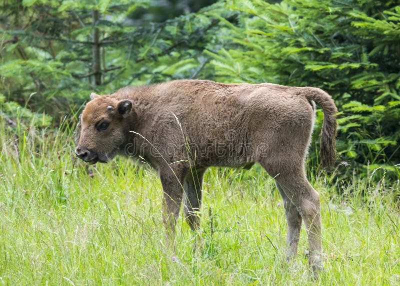 Oude Bizon stock afbeelding. Image of groot, dier, outdoors - 26812387