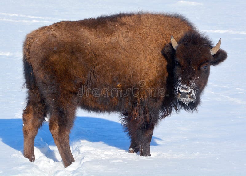 Bizon stock afbeelding. Image of gehoornd, mannetje, dier - 51295711