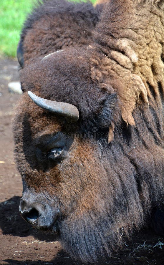Bizon stock foto. Image of bizon, dier, bont, soort, zijn - 58814528