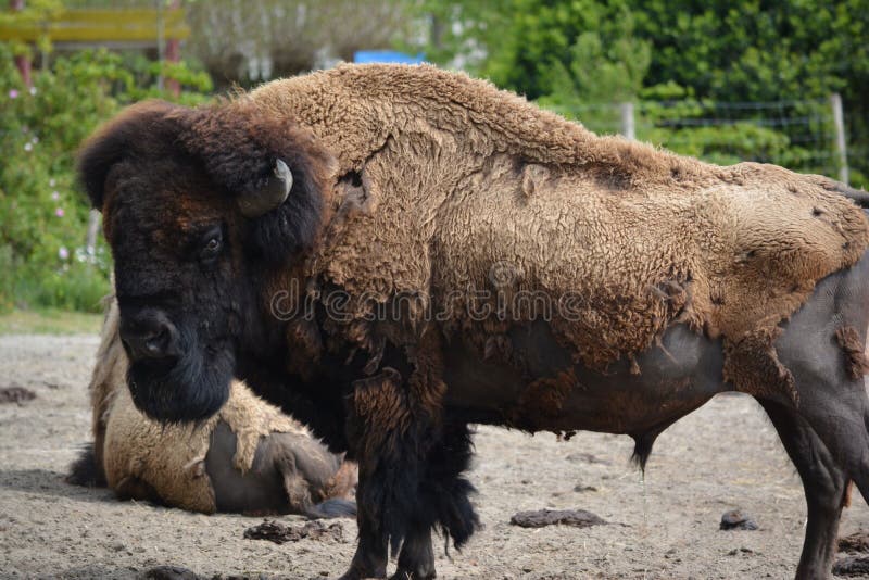 Bizon foto de stock. Imagem de amarelona, naturalizado - 54160138