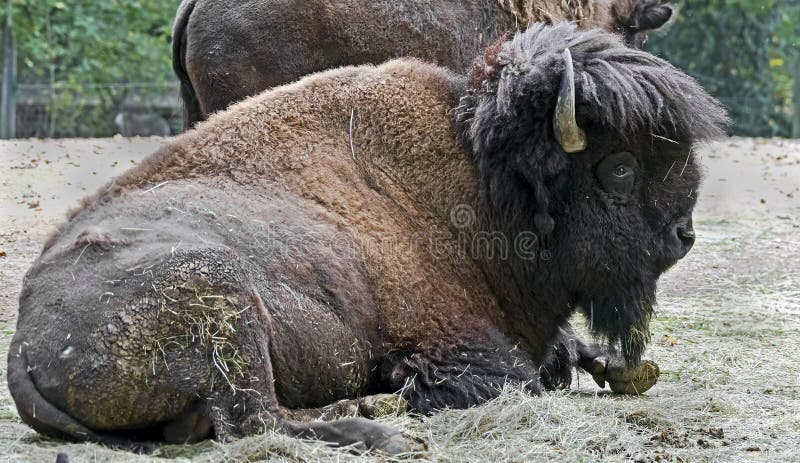 Bizon stock foto. Image of fauna, mening, vijver, gedoemd - 61635882