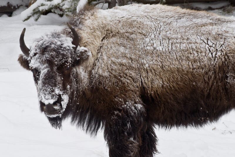 De Bizon Van De Bizonbizon in Een Blizzard, Het Nationale Park Van Het ...