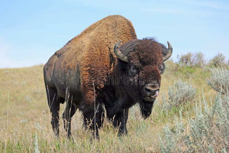 Bizon op Prairie stock afbeelding. Image of bont, bruin - 63422511
