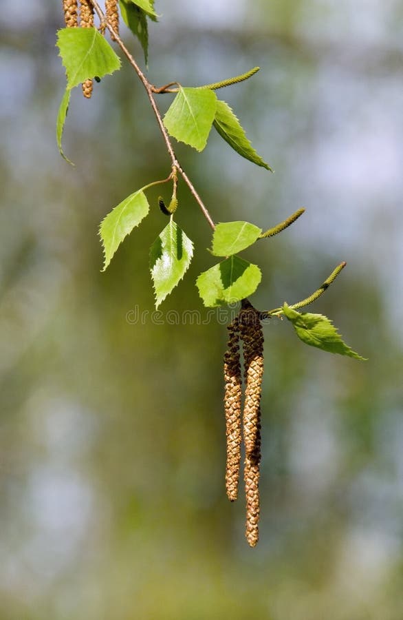 Alnus Nitida West Himalayan Alder Deciduous Tree of Himalayas Arkivfoto ...
