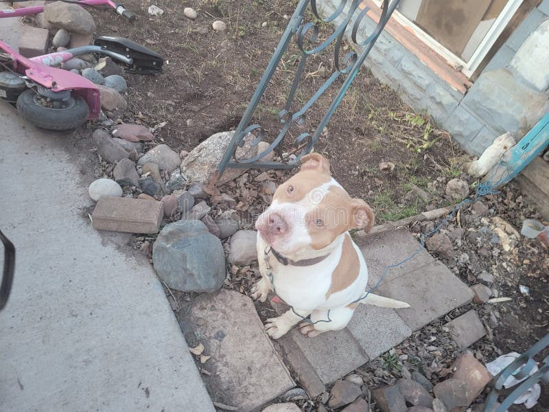 Bjorn Rock Pretty Boy Puppy Spots Stock Image - Image of bjorn, rock ...