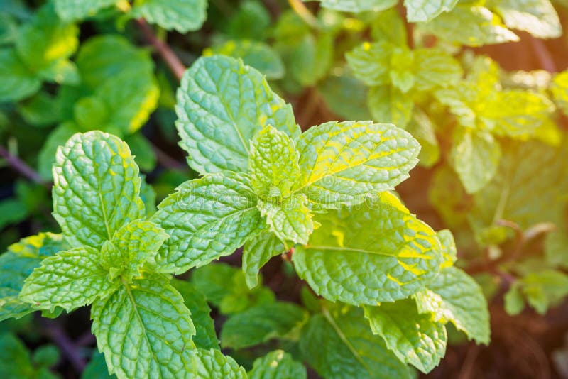 Minzen Stockfotos und Bilder - Laden Sie 6,156 lizenzfreie Fotos herunter