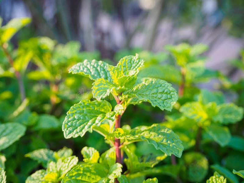 Minzen Stockfotos und Bilder - Laden Sie 6,156 lizenzfreie Fotos herunter