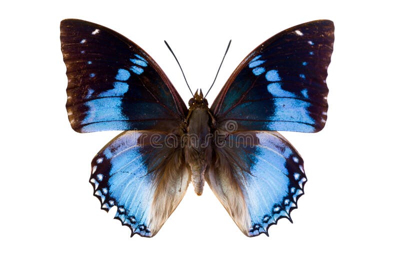 Central Afrika Republik Foton - Gratis och royaltyfria stockfoton från ...