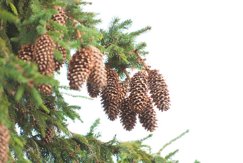 Blå grantree fotografering för bildbyråer. Bild av växt - 11852591