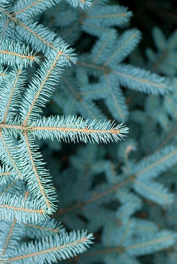Blå grantree fotografering för bildbyråer. Bild av växt - 11852591