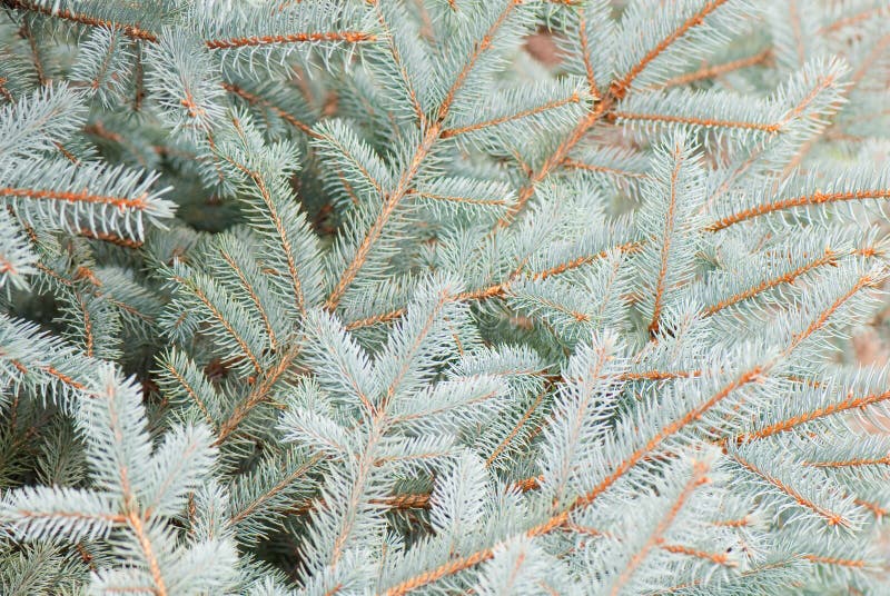 Blå grantree fotografering för bildbyråer. Bild av växt - 11852591