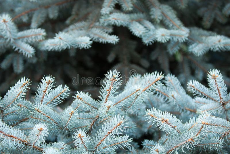 Blå grantree fotografering för bildbyråer. Bild av växt - 11852591
