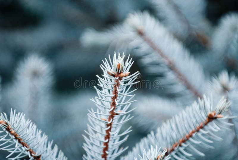 Blå grantree fotografering för bildbyråer. Bild av växt - 11852591