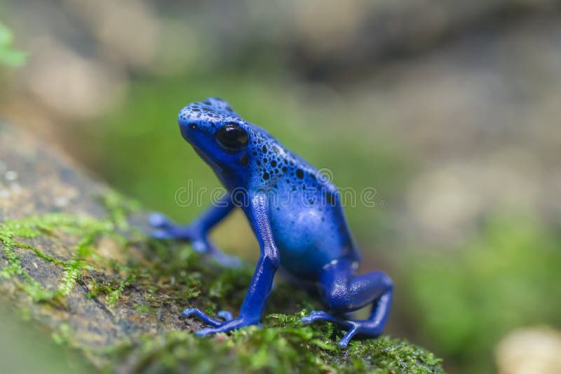 Blå groda arkivfoto. Bild av klammerande, fara, mikro - 26903156