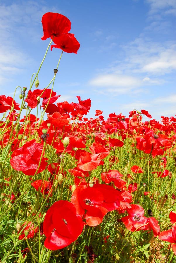 Blomma vallmo arkivfoto. Bild av blomma, rött, vallmo - 5406104