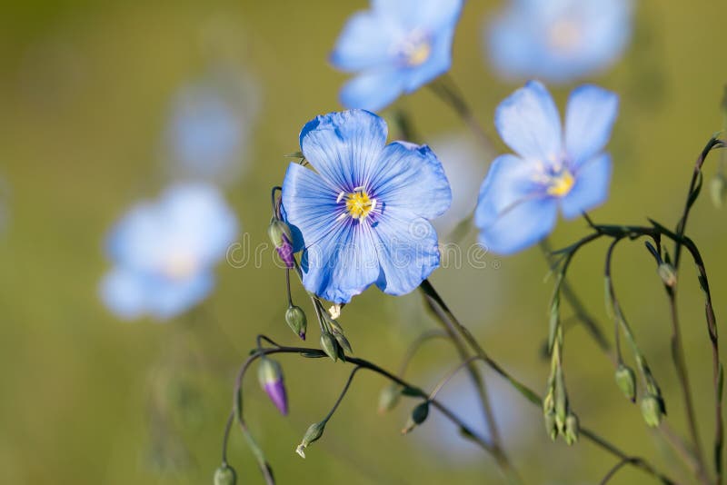 97,313 Linblomma Foton - Gratis och royaltyfria stockfoton från Dreamstime