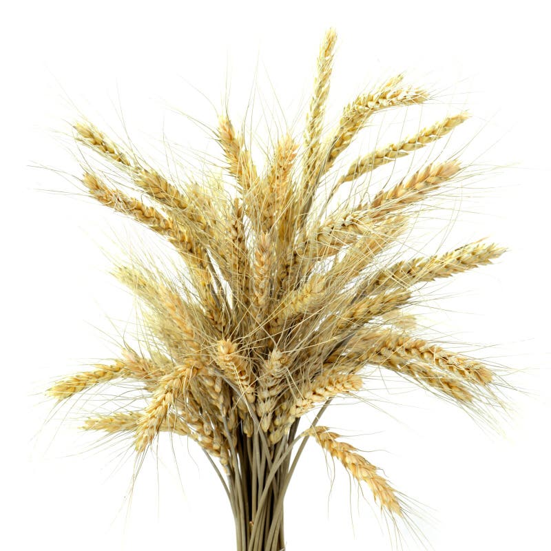 Gerbes de blé photo stock. Image du agriculture, graine - 27064276