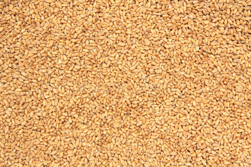 Blé. image stock. Image du blé, texture, agriculture - 32176281