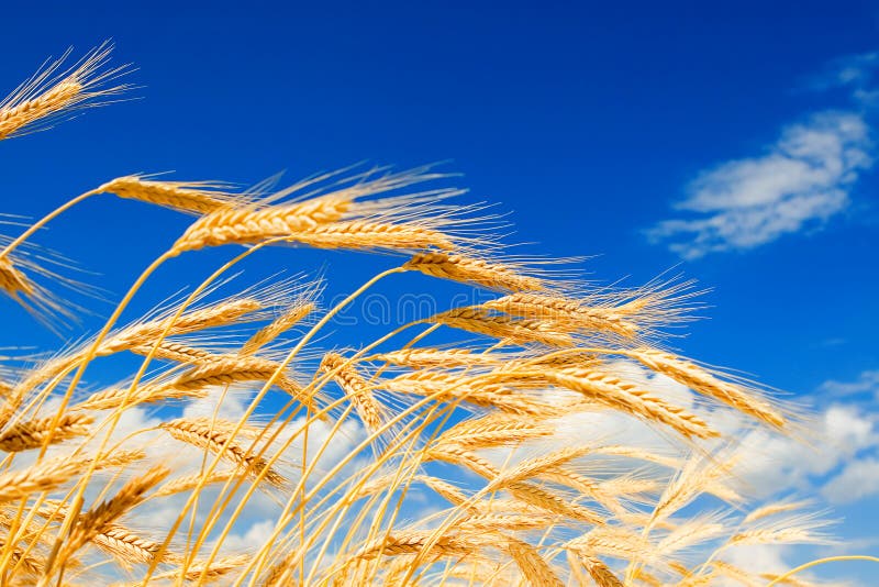 Gerbe d'orge image stock. Image du agricole, moisson - 89659773