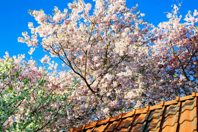 Blühende Gartenbäume über Einer Dachoberseite Stockfoto - Bild von ...