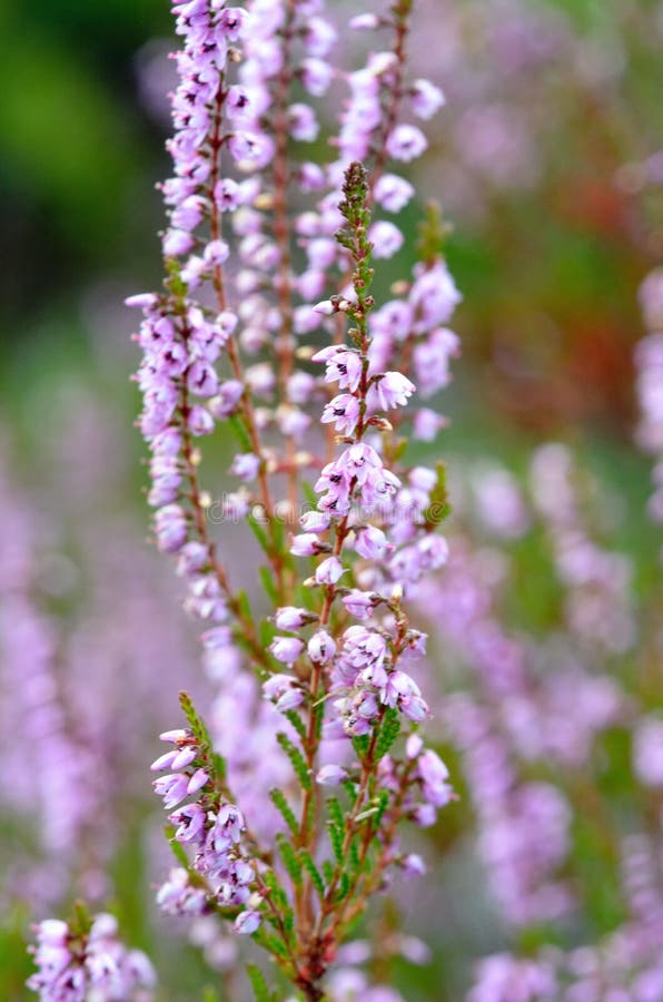 Heideherbstblumen stockbild. Bild von farben, schönheit - 100446613