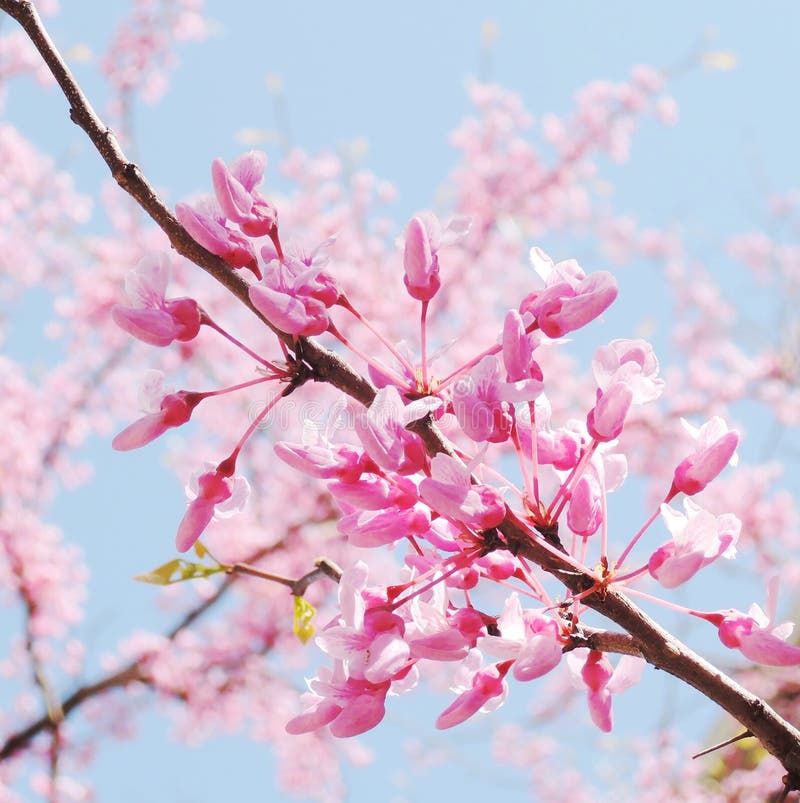 Blühende Kirschbaumzweige stockbild. Bild von nave, getrennt - 24494229